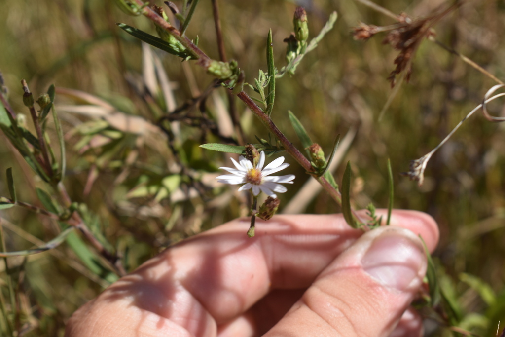 May Prairie aster from Manchester, TN 37355, USA on October 14, 2024 at ...