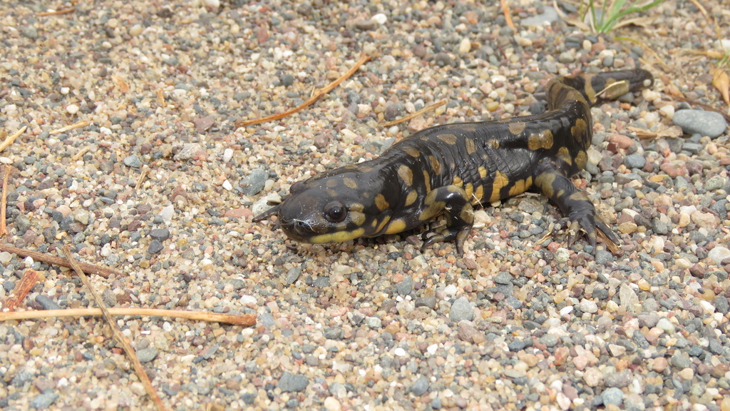 Eastern Tiger Salamander from Anoka County, MN, USA on October 12, 2024 ...