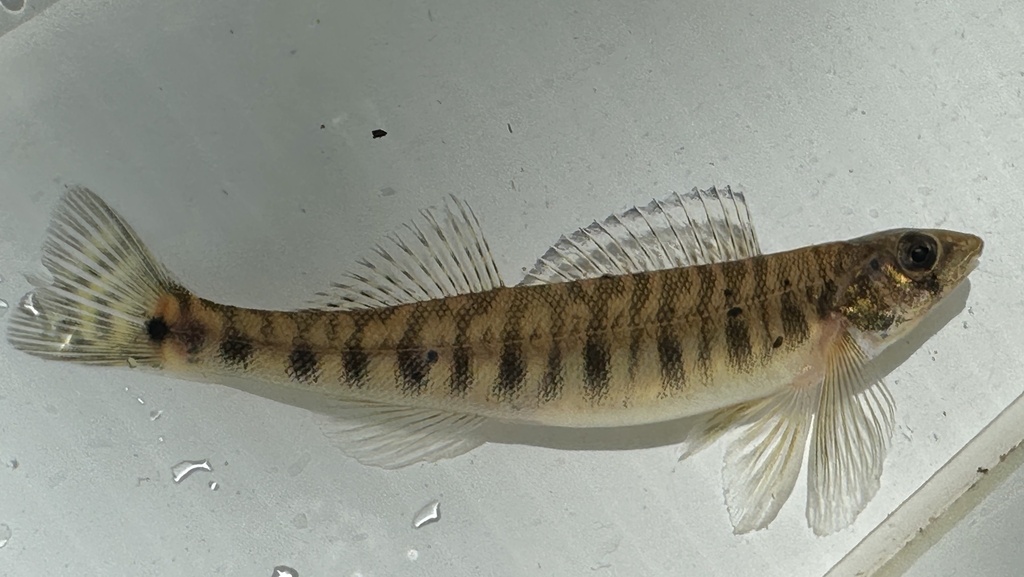 Common Logperch (Percina caprodes) - Marine Life Identification