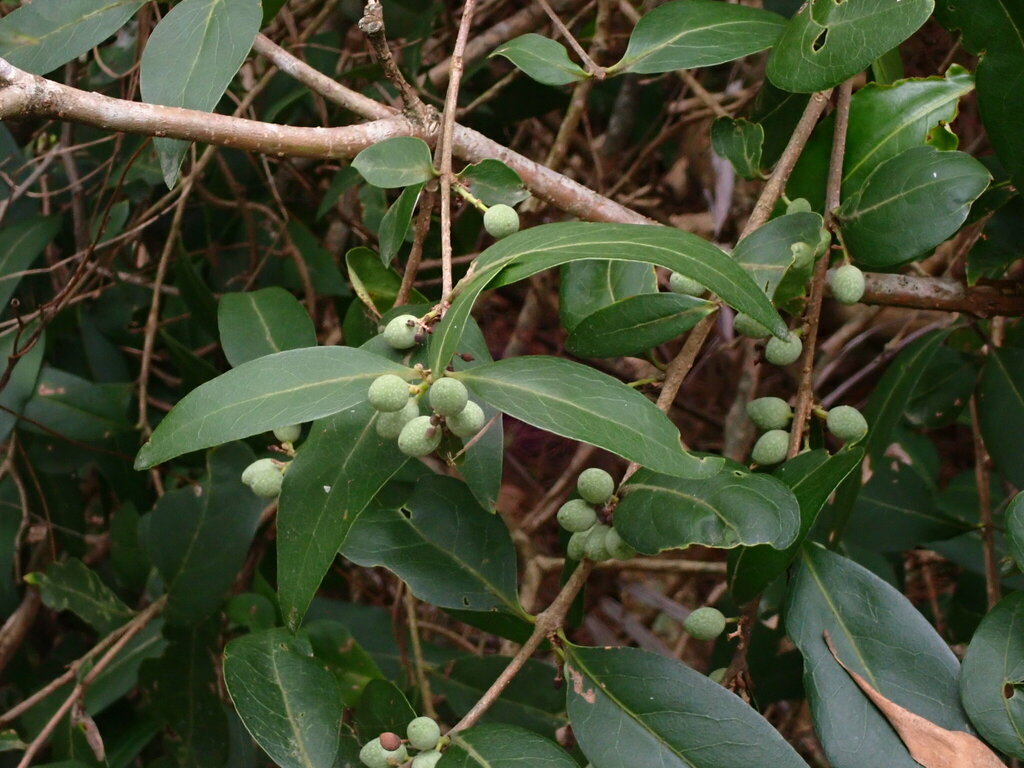 Notelaea longifolia from Arrawarra NSW 2456, Australia on October 16 ...