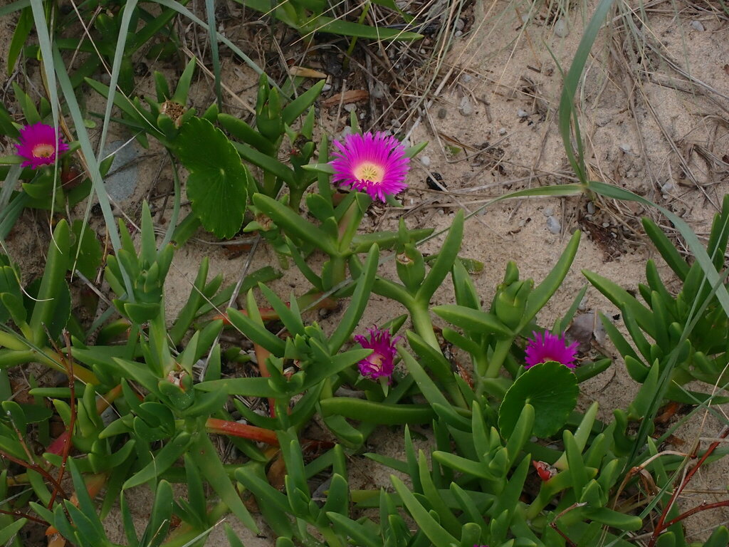 Angular Sea-fig from Arrawarra NSW 2456, Australia on October 16, 2024 ...