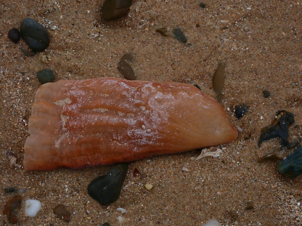 Baggy Pen Shell from Arrawarra NSW 2456, Australia on October 16, 2024 ...