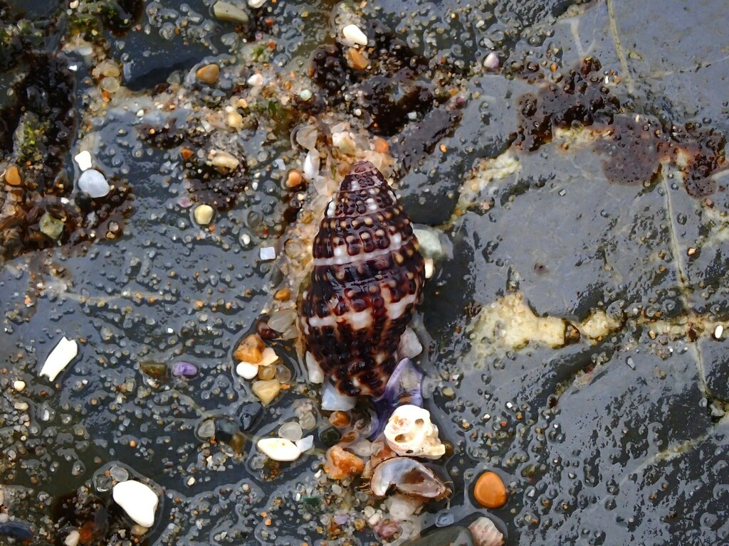 Engina armillata from Arrawarra NSW 2456, Australia on October 16, 2024 ...