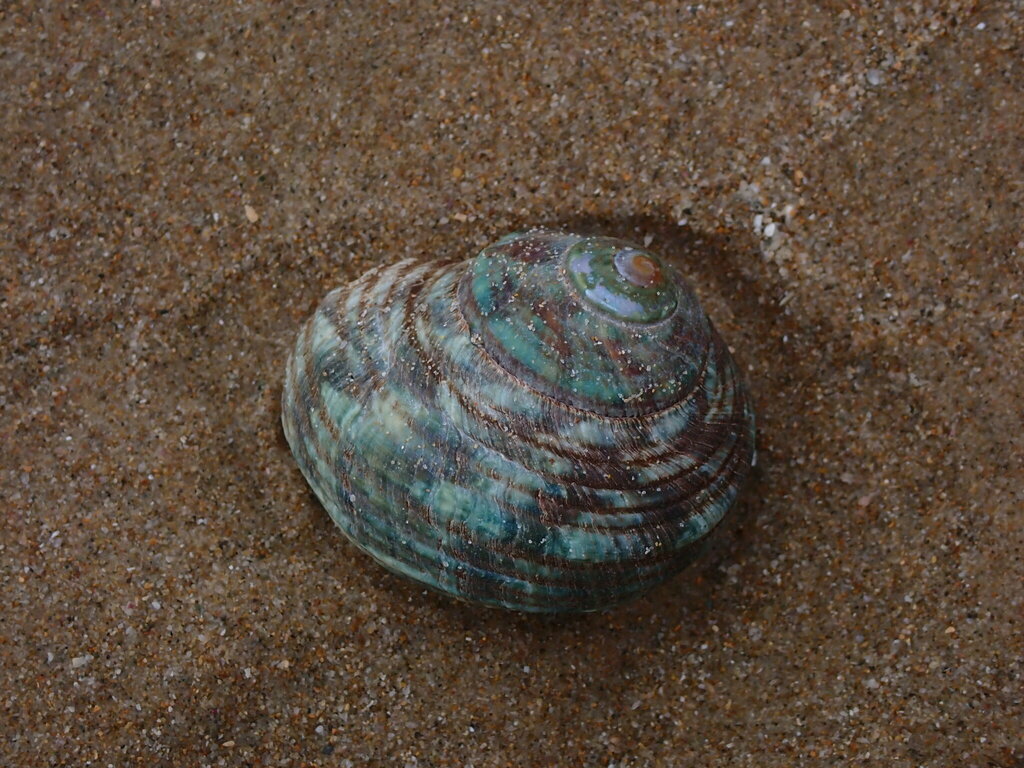 Common Warrener from Arrawarra NSW 2456, Australia on October 16, 2024 ...