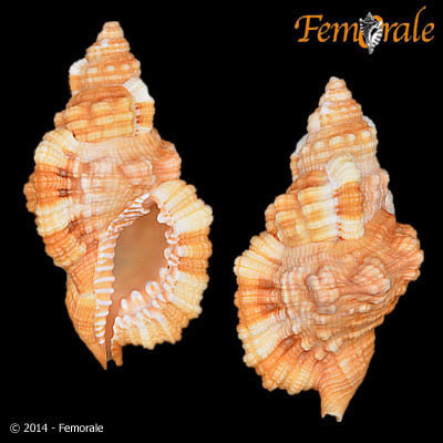 Cymatium aquatile · iNaturalist Mexico