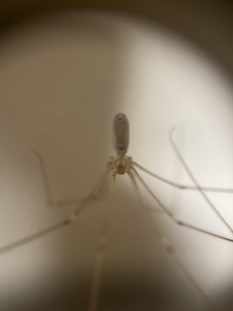 Common Cellar Spiders from Cranberry Rd, Finland, MN, US on October 15 ...
