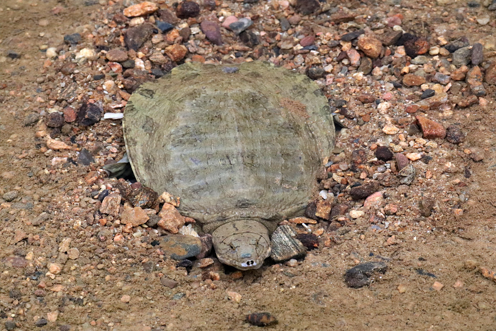 Chinese Softshell Turtle from Sanming, CN-FJ, CN on October 5, 2023 at ...
