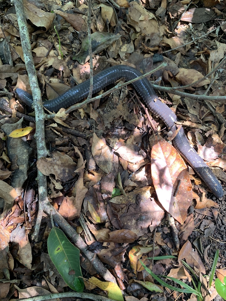 Mexican Caecilian from Palenque, Chis., MX on October 15, 2024 at 12:10 ...