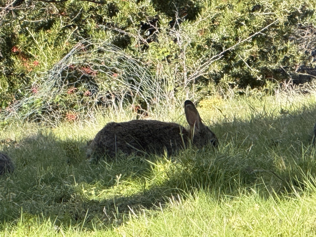 European Rabbit from Tasmania, Blackmans Bay, TAS, AU on October 16 ...