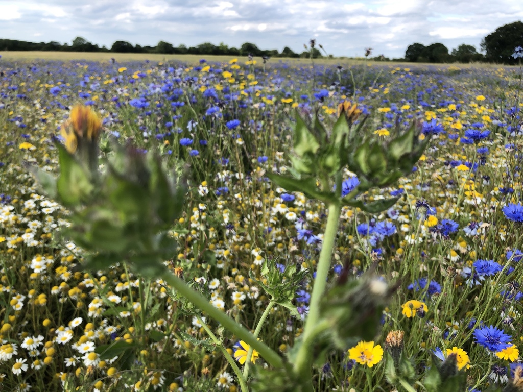 bristly oxtongue from SG19, Sandy, England, GB on July 7, 2019 at 05:20 ...