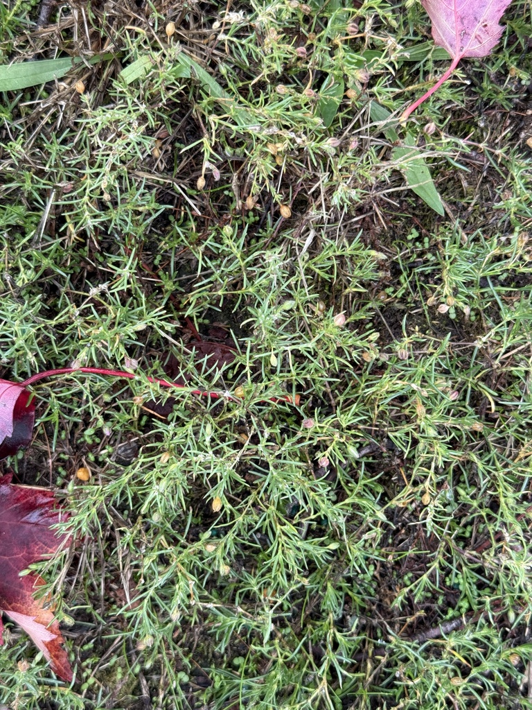 Red Sand Spurrey from UBC, University Endowment Lands, BC, Canada on ...