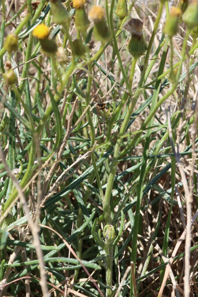 fluffy groundsel from Deanside VIC 3336, Australia on October 9, 2024 ...