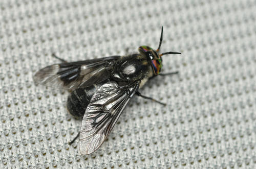 Chrysops noctifer · iNaturalist