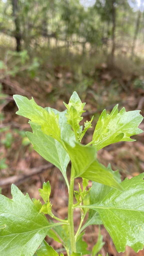 groundsel tree from Ewingar State Forest, Ewingar, NSW, AU on October ...