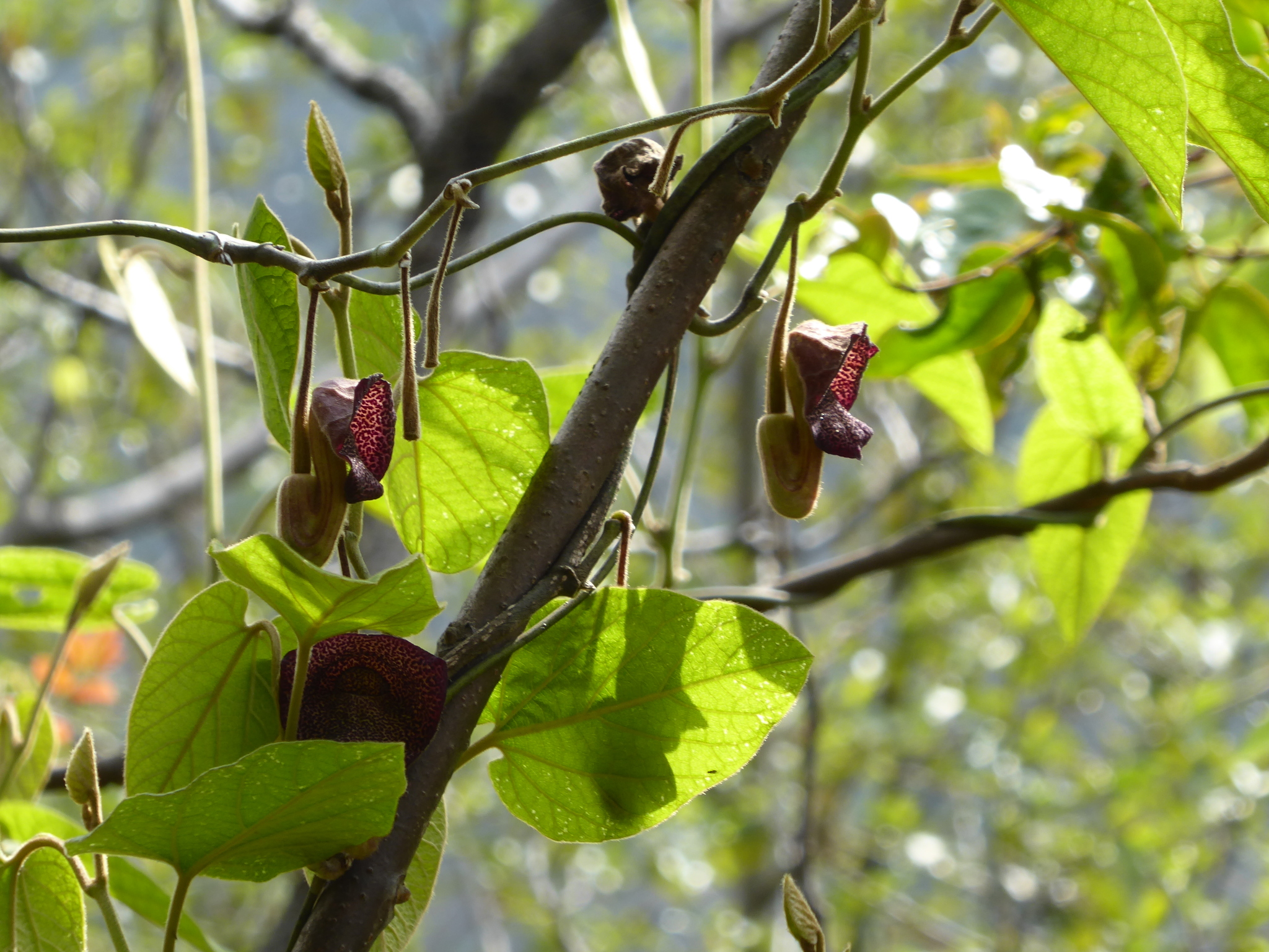 Aristolochia griffithii Hook.fil. & Thomson ex Duch.