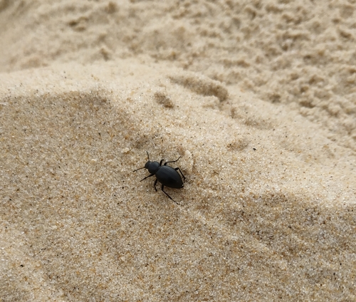 Tentyria interrupta · iNaturalist