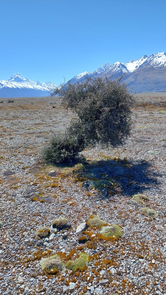 Matagouri from Canterbury 7999, New Zealand on October 16, 2024 at 01: ...