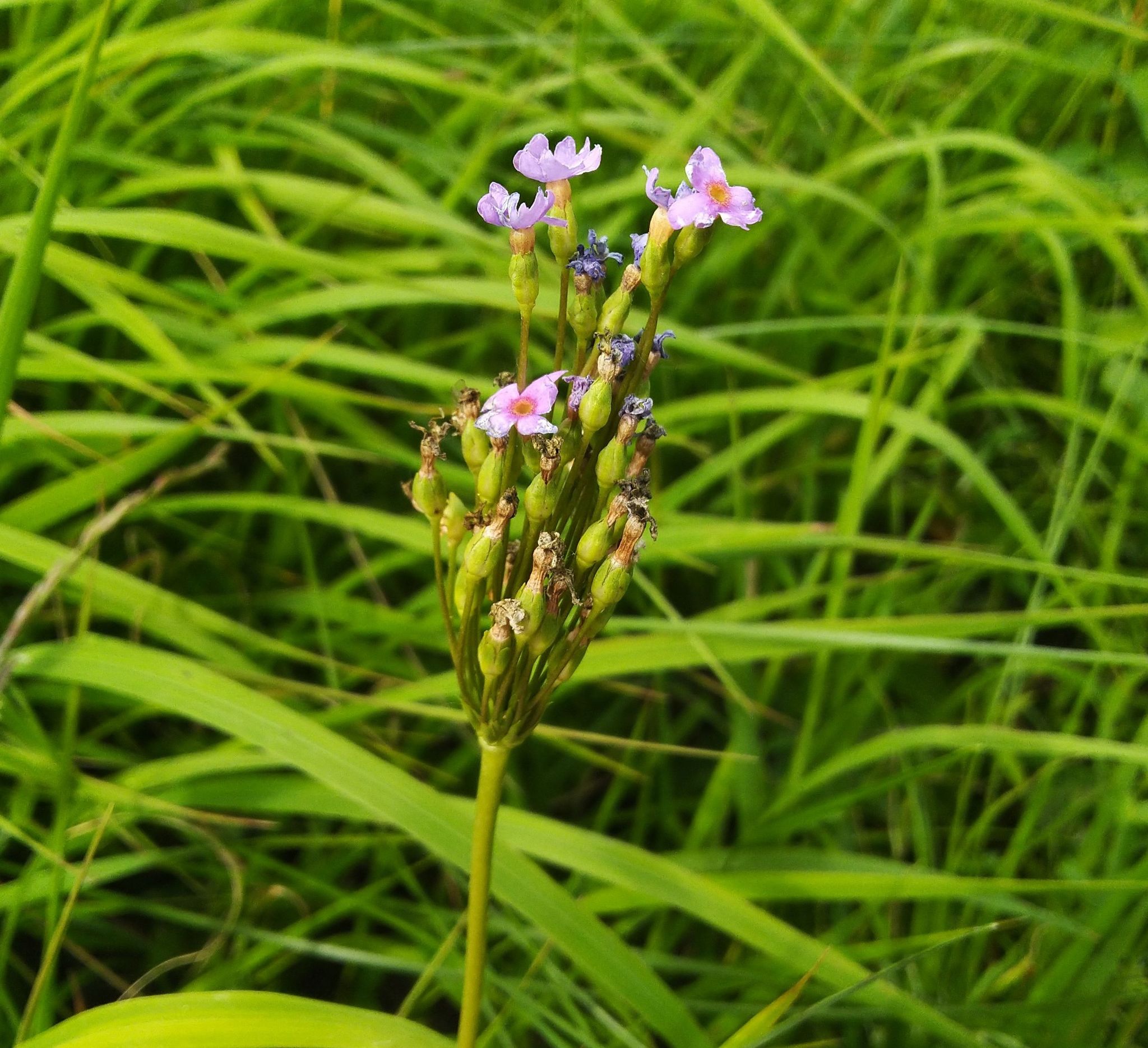 Primula longiscapa Ledeb.