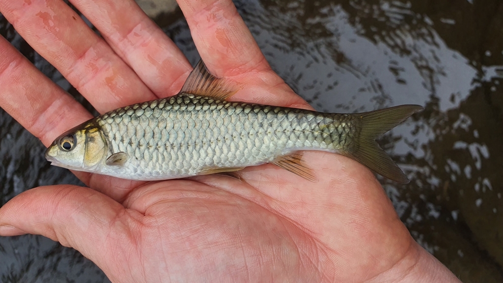 Large-scale Yellowfish from Mbombela, South Africa on October 15, 2024 ...