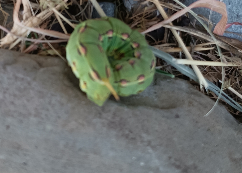 White-lined Sphinx from Paras, Montemorelos, N.L., México on October 15 ...
