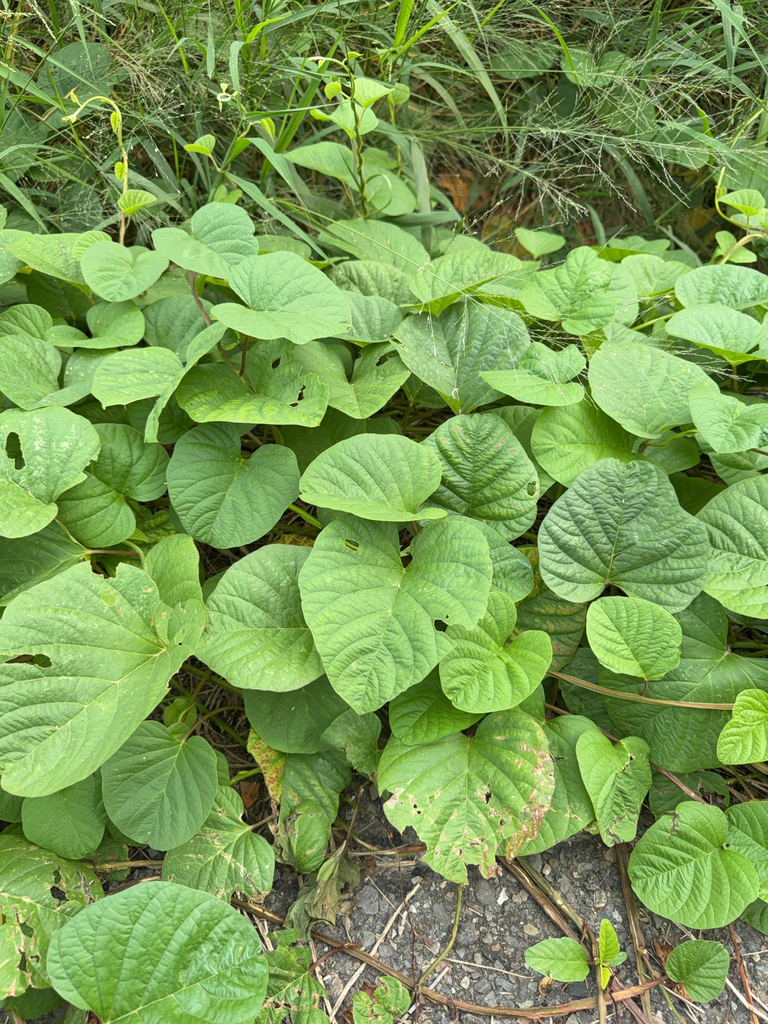 Turpeth from 斗六市 on October 16, 2024 at 02:44 PM by chiawei-1096 ...