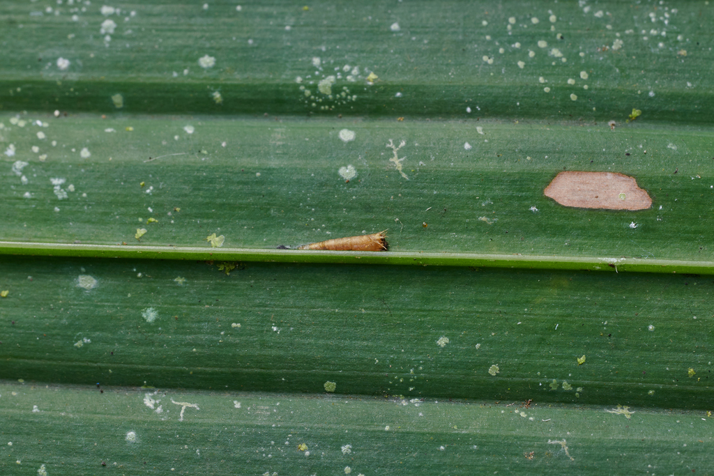 Armored Scale Insects from 中国海南省五指山市 on December 8, 2023 at 01:55 PM by ...