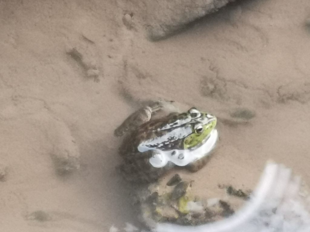 American Bullfrog from 268-1 Zōshichō, Nara, 630-8211, Japan on October ...