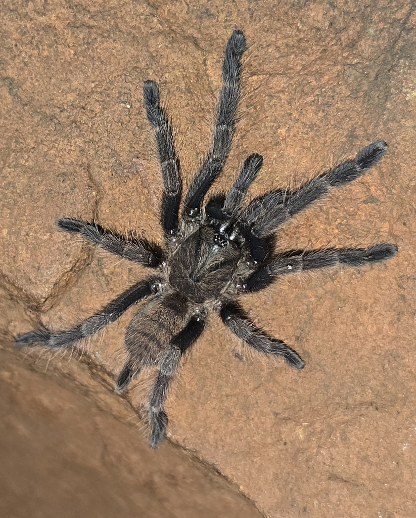 Indian Violet Tarantula from Aarey Milk Colony Unit 14 on October 16 ...