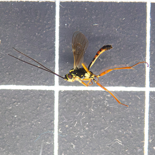 Lissonota coracina · iNaturalist
