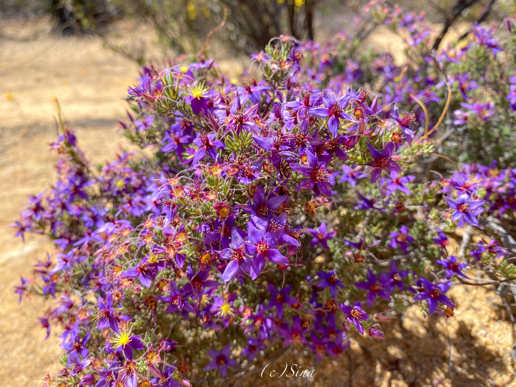 (Calytrix plumulosa) - Botanical Realm