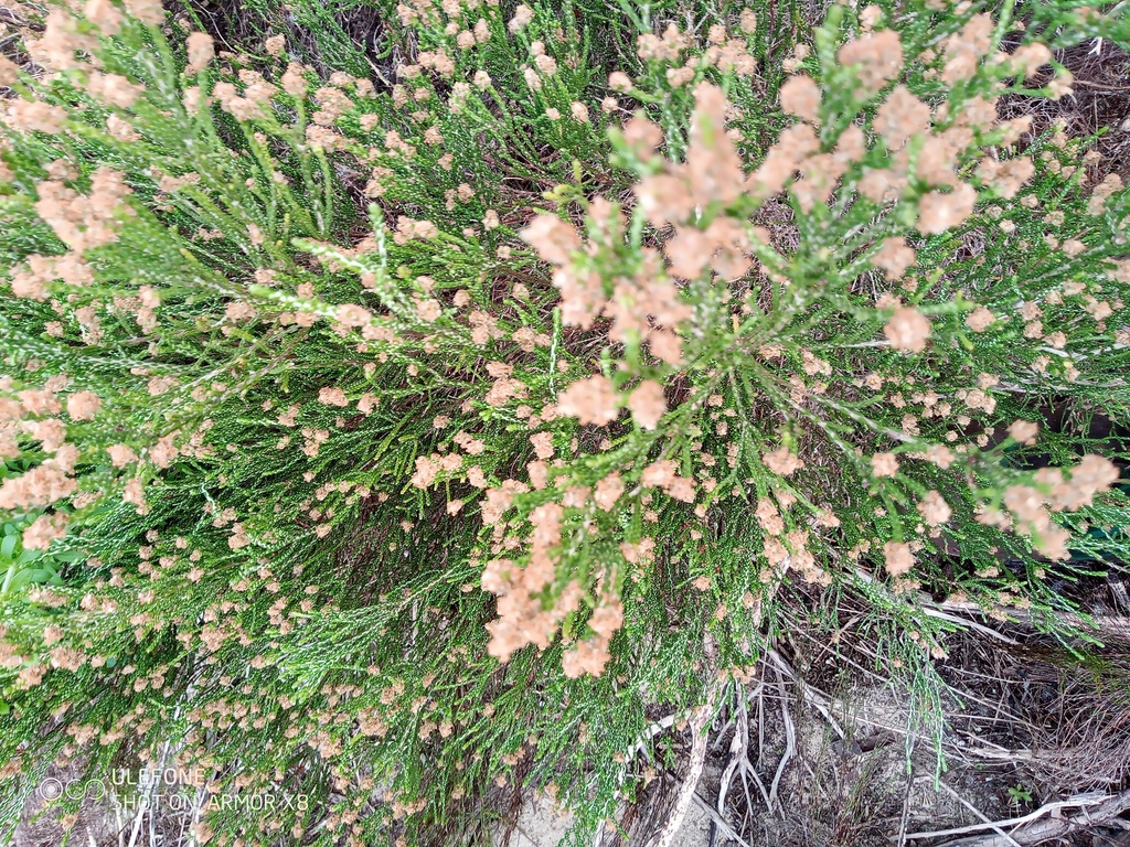 Beach Gonna from Still Bay East, Still Bay, 6674, South Africa on ...