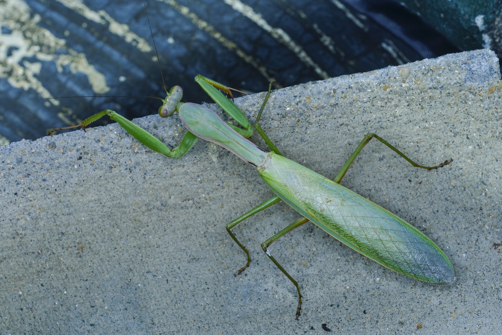 Hierodula chinensis from 中国福建省南平市武夷山市福建武夷山国家级自然保护区 邮政编码: 354314 on ...