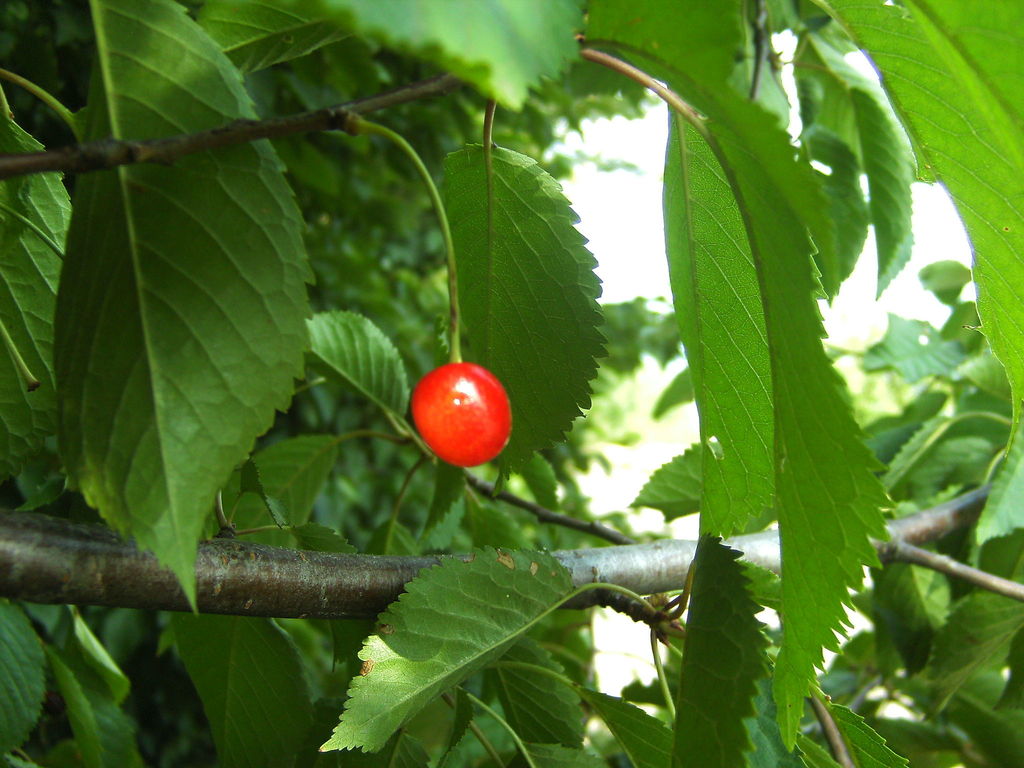 wild cherry (Prunus avium) - Botanical Realm