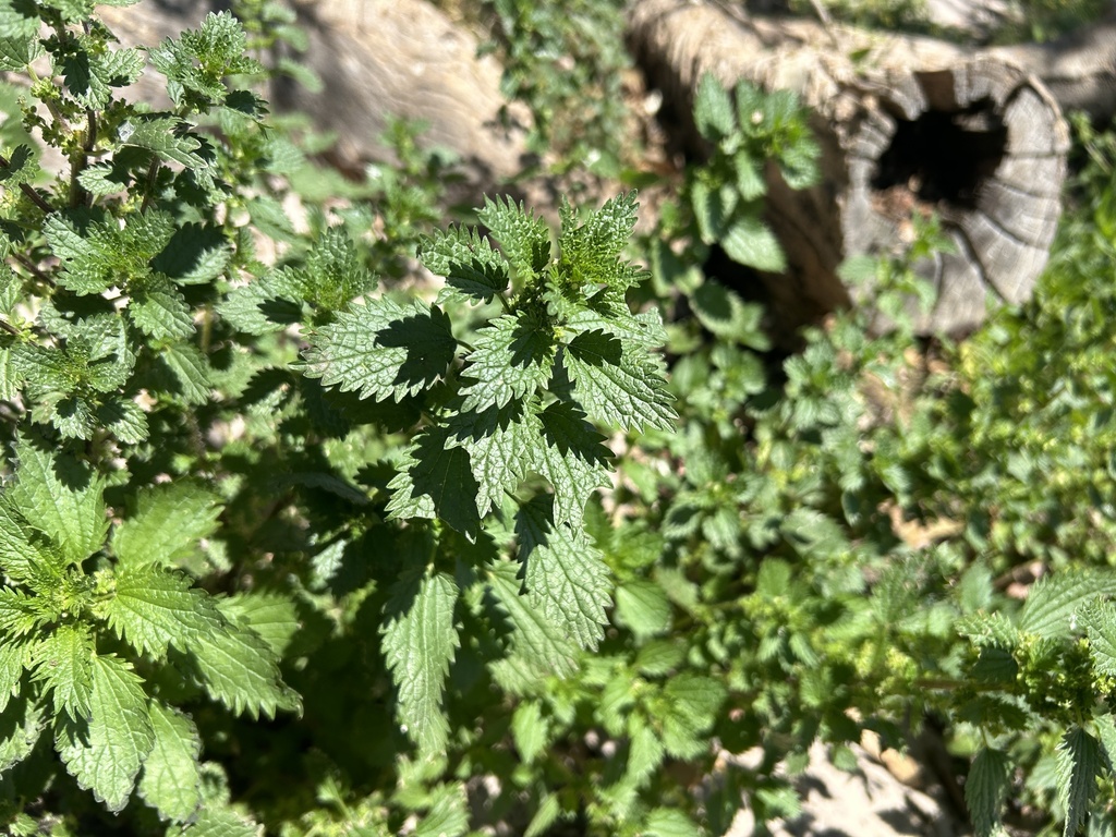 Dwarf Nettle from Kuils River, Cape Town, South Africa on October 15 ...