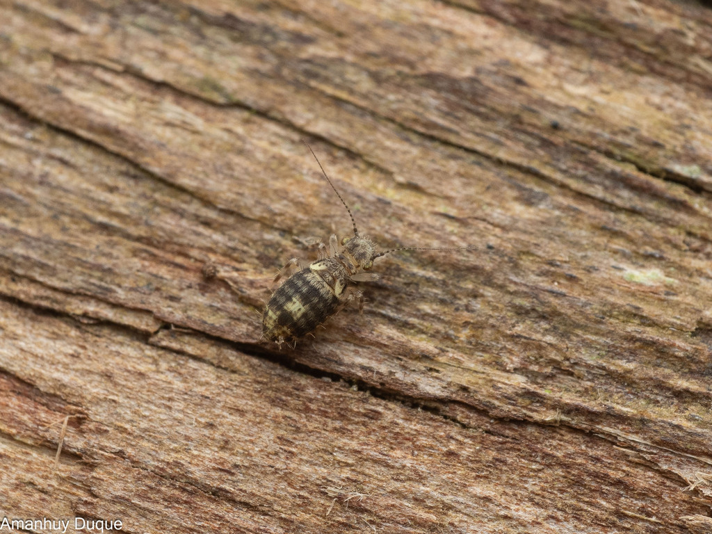 Cerobasis ericacea from Santa Cruz de Tenerife, España on October 15 ...