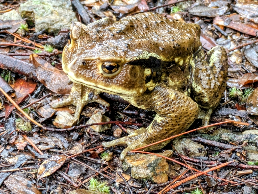 Eastern-Japanese Common Toad from Hongucho Kubono, Tanabe, Wakayama 647 ...
