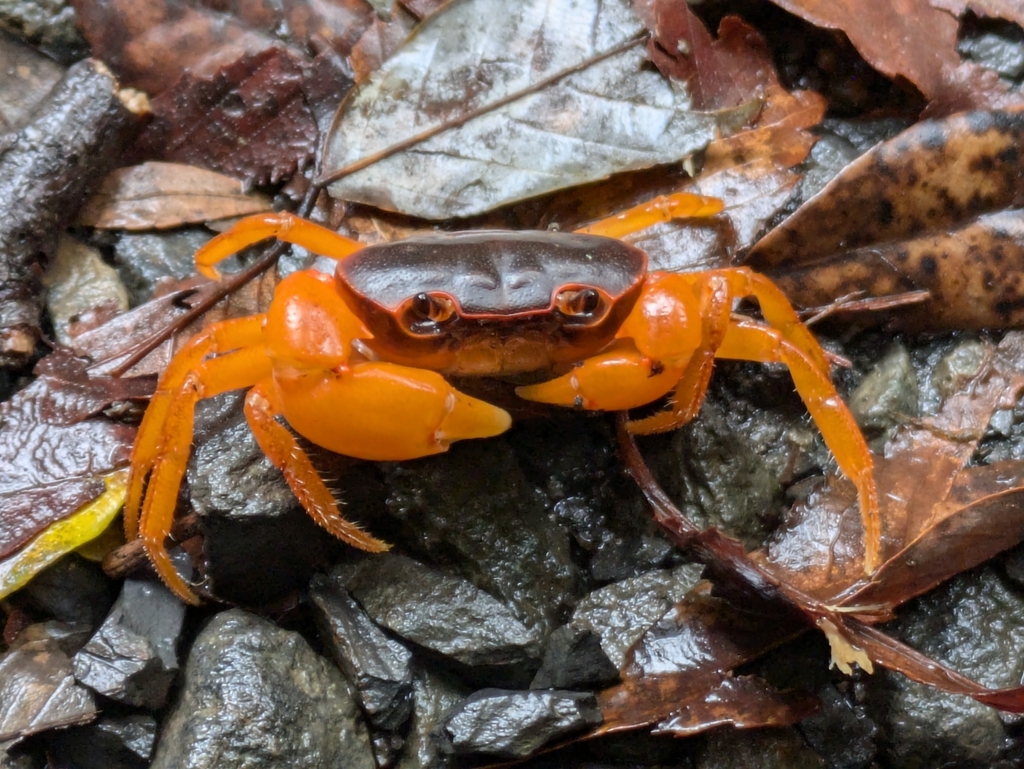 Japanese Freshwater Crab from VP48+FR, Hongucho Mikoshi, Tanabe ...