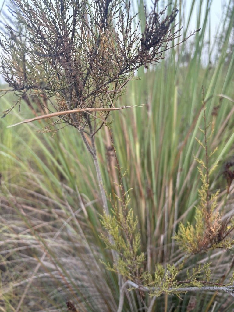 Northern Grass Mantis from Lugar Sus Pla 1, Motril, Granada, ES on ...