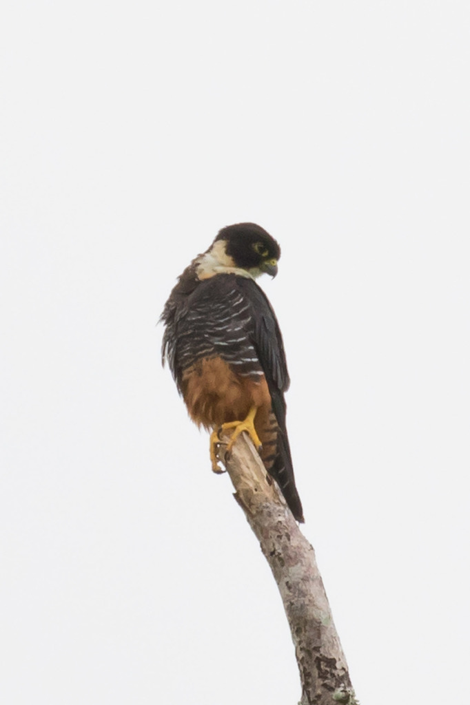 Bat Falcon from Sangre Grande, Trinidad and Tobago on July 31, 2016 at ...