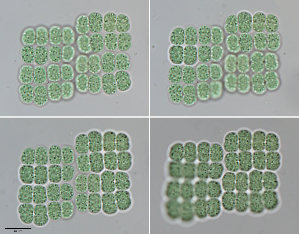 Merismopedia sphagnicola from NPP Swamp on August 3, 2024 at 01:27 PM ...
