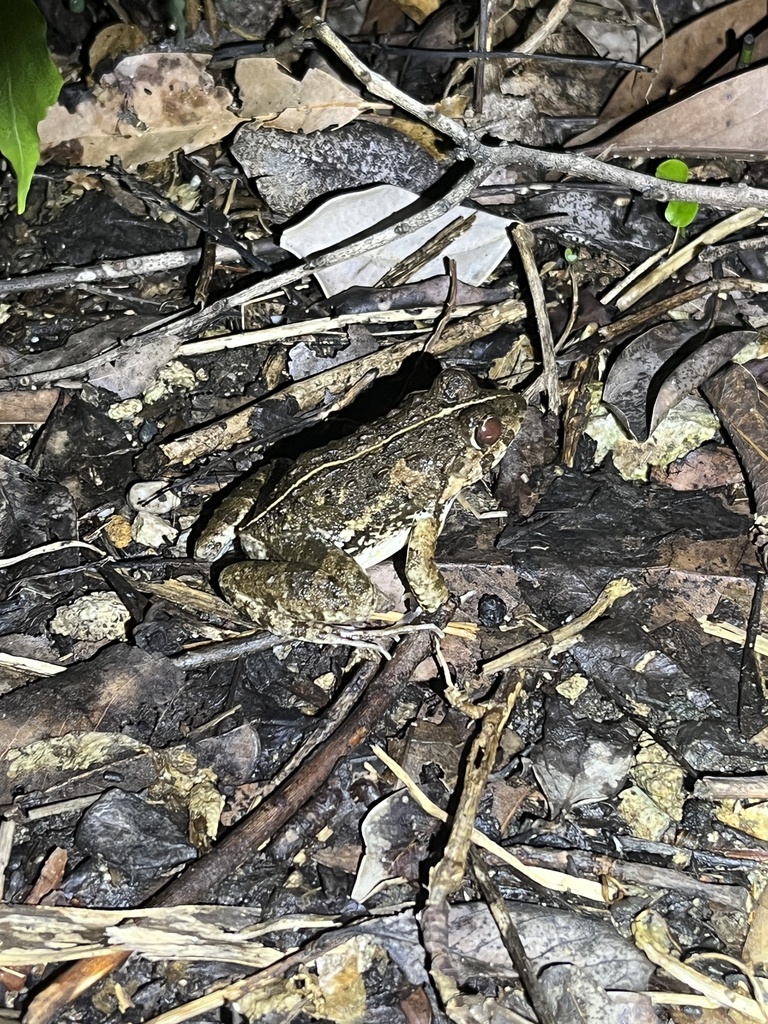 Ishigakijima Wart Frog in October 2024 by Nakatada Wachi · iNaturalist
