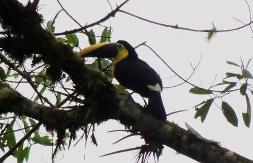 Black-mandibled Toucan (Ramphastos ambiguus) · iNaturalist