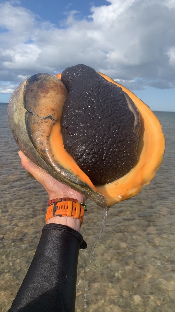 Melon Shell from Exmouth Gulf, Learmonth, WA, AU on October 16, 2024 at ...