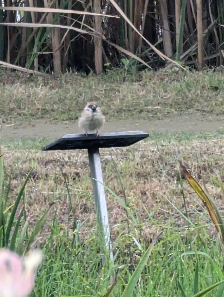 Eurasian Tree Sparrow from 1-1 Nagaikōen, Higashisumiyoshi Ward, Osaka ...
