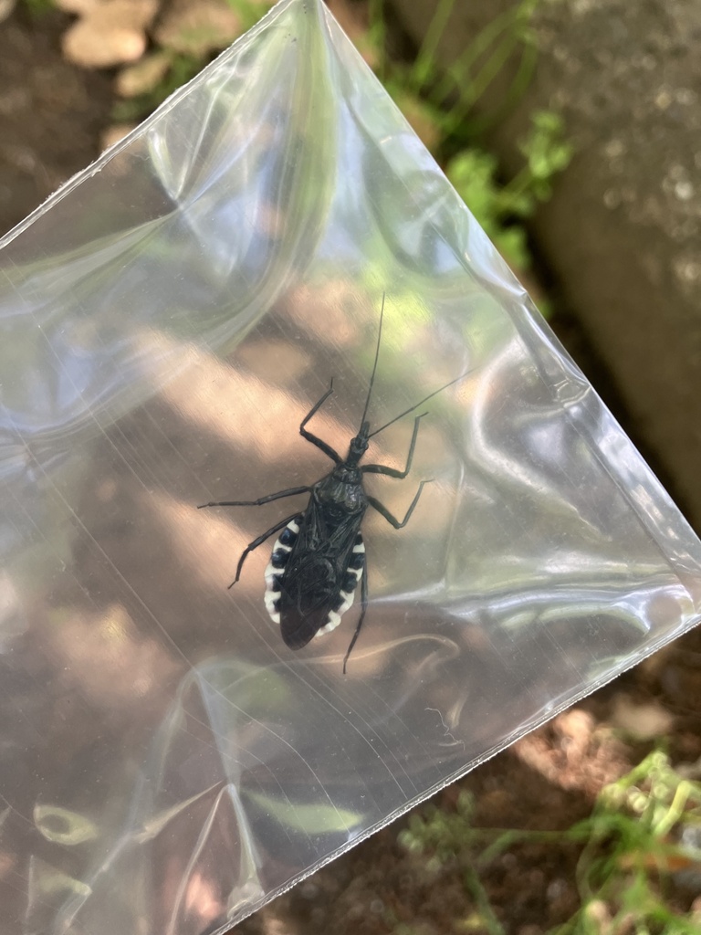 Japanese Assassin Bug from 本州, 新宿区, 東京都, JP on May 3, 2024 at 02:14 PM ...