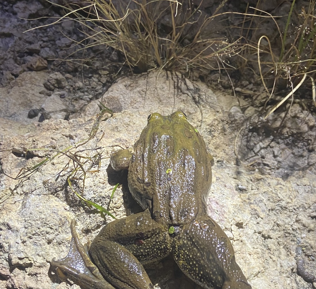 Chiricahua Leopard Frog in October 2024 by ethanroyal · iNaturalist