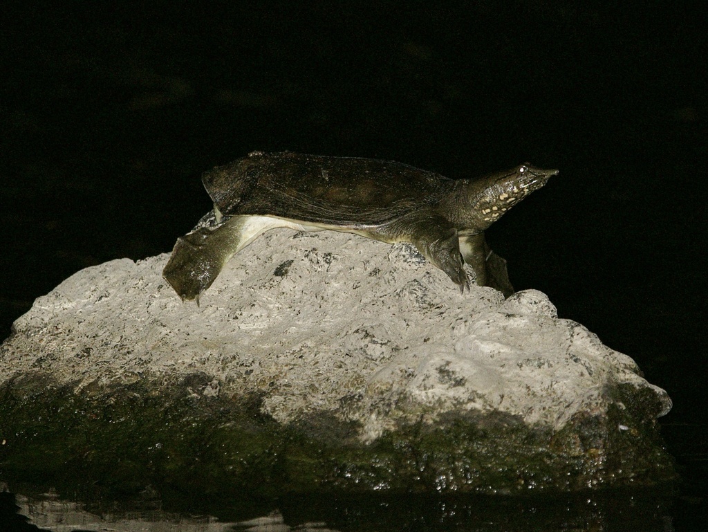 Amur Softshell Turtle from Honshu, Kyoto, Kyoto, JP on September 20 ...