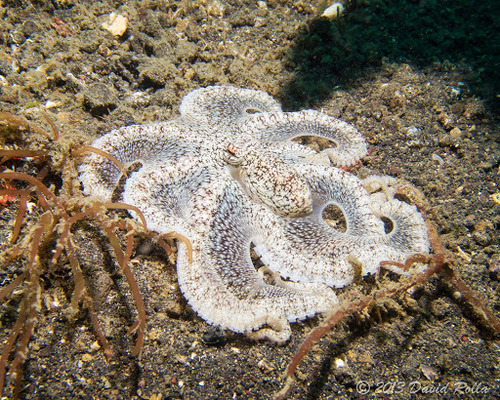Indo-Pacific Longarm Octopuses (Genus Abdopus) · iNaturalist