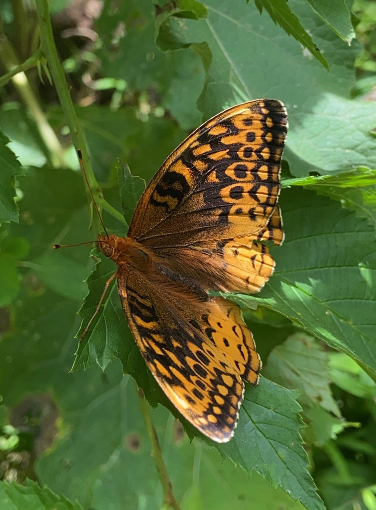 Great Spangled Fritillary from Huntingdon, PA, US on August 16, 2024 at ...