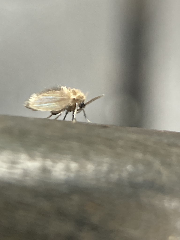 Moth Flies from Pleasant Ave, Canonsburg, PA, US on October 16, 2024 at ...